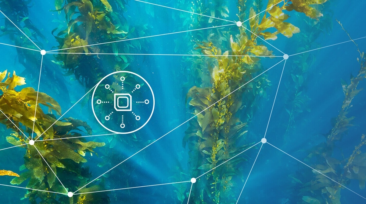 Keysight Connected Kelp: Using the IoT to Ensure Ocean Safety